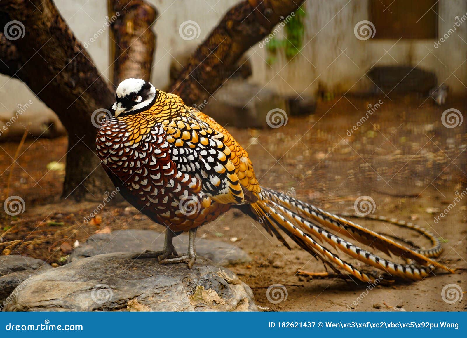 Long-tailed Pheasant, Ornamental Chicken, Chicken Stock Image - Image ...