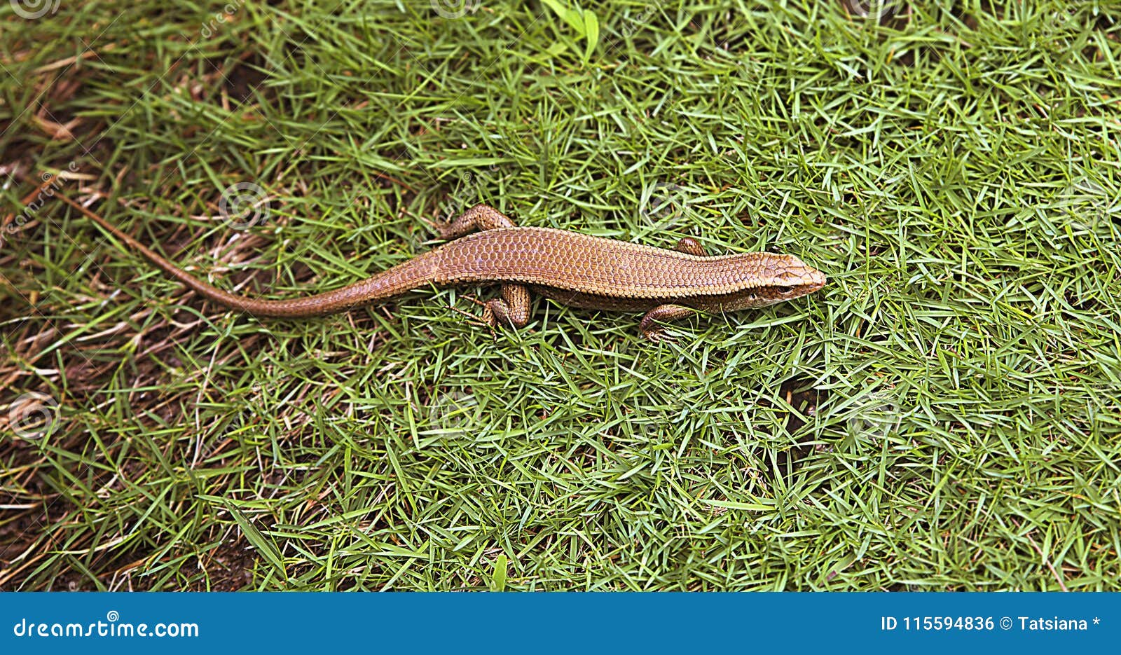 Long-tailed Reptile Lizard in Green Grass Stock Photo - Image of female ...