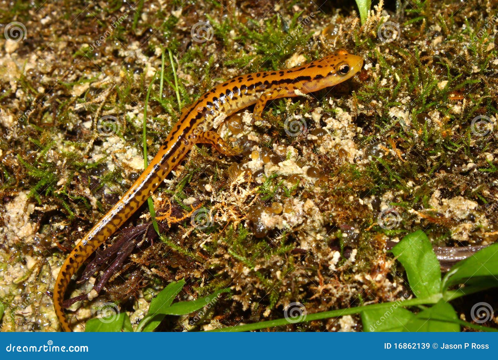 Long-tailed Salamander (Eurycea Longicauda) Stock Image - Image of ...