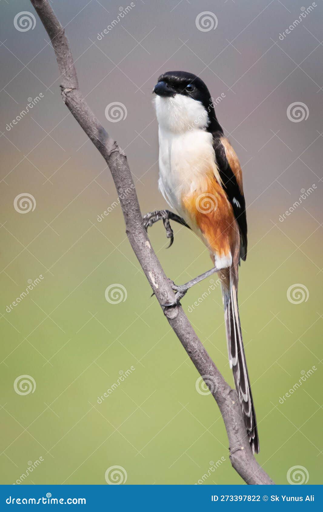 Long Tailed Shrike Bird into the Nature Stock Photo - Image of long ...