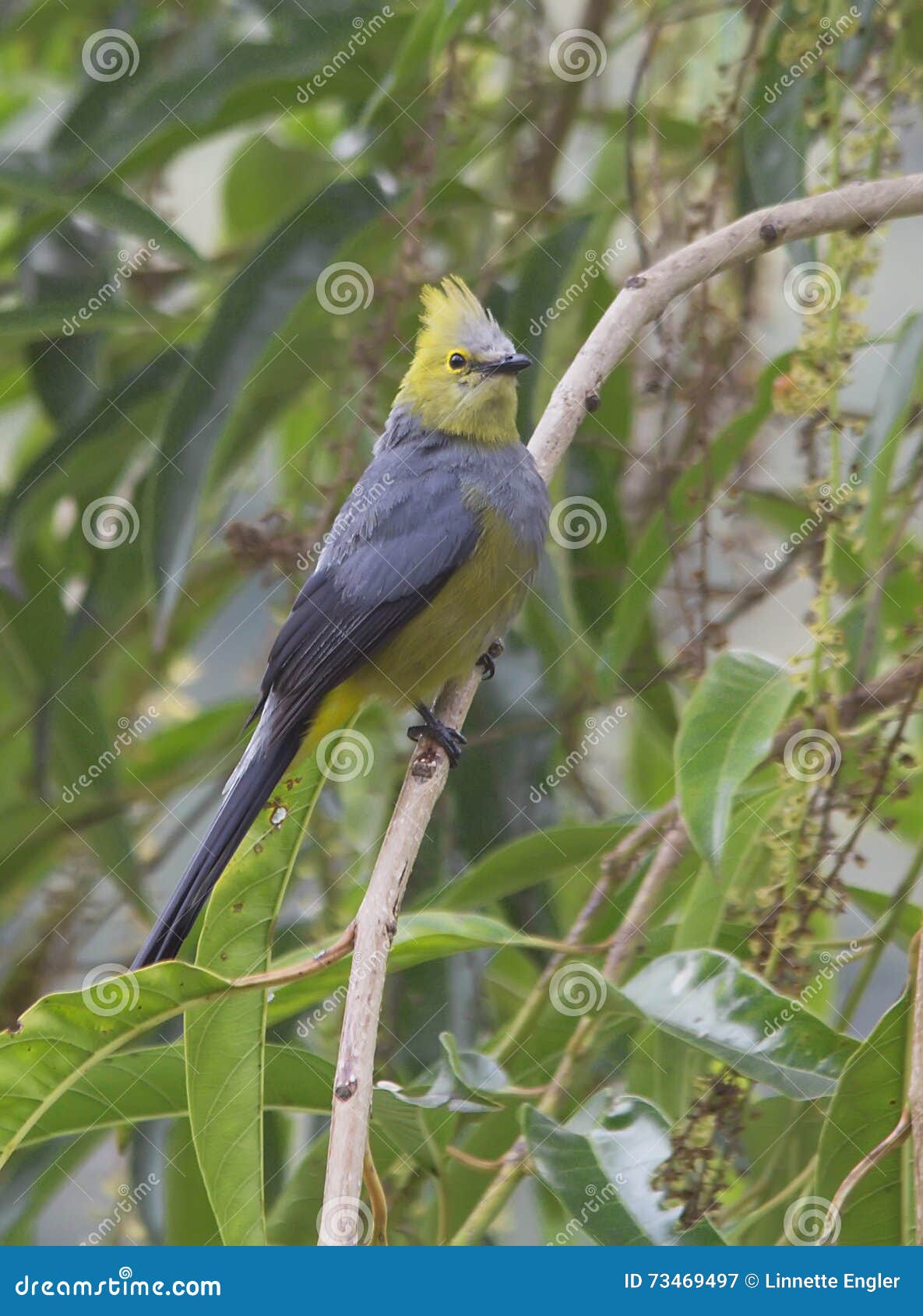 Long-tailed Silky-flycatcher, Ptilogonys Caudatus Stock Image - Image ...
