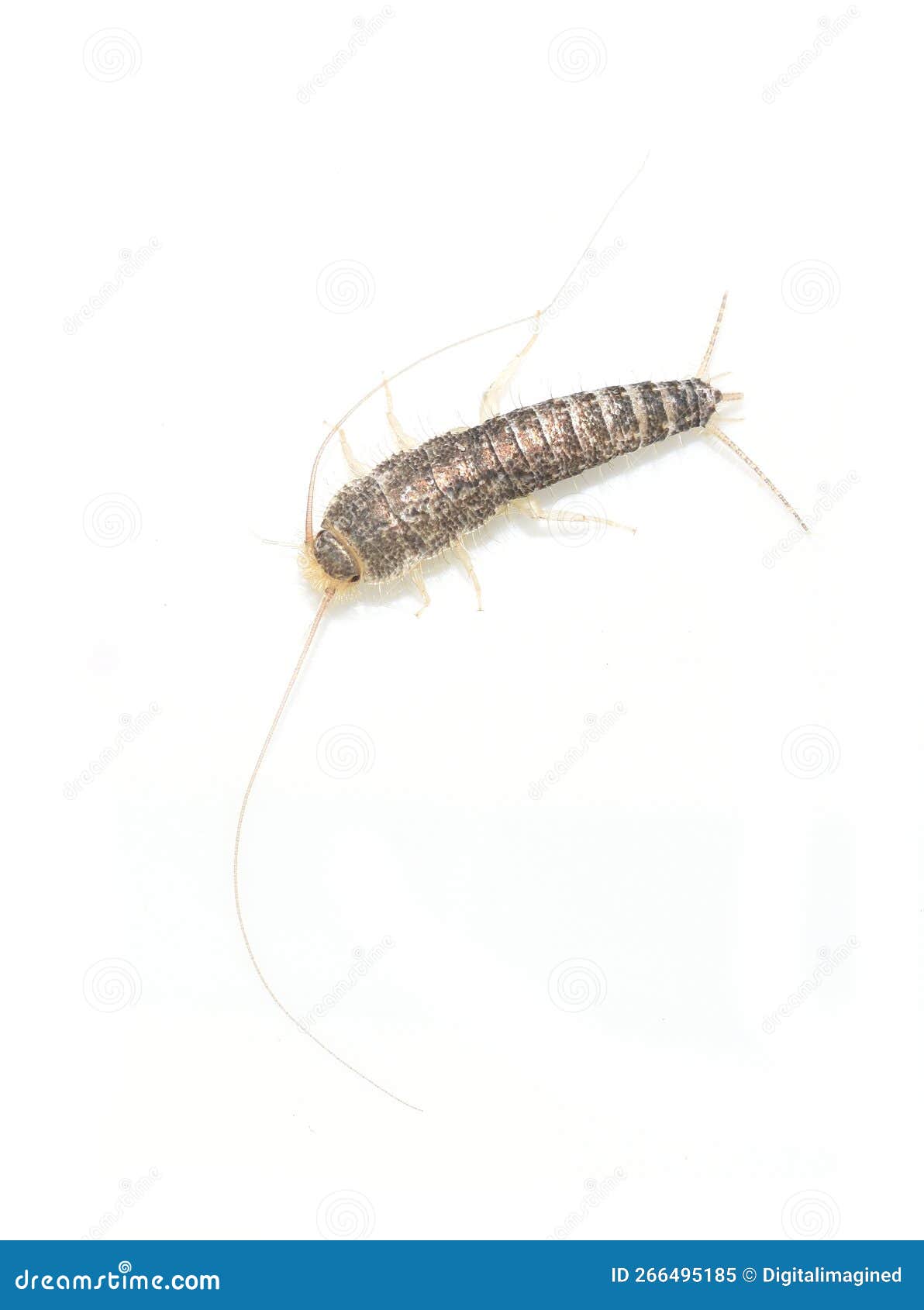 Long-tailed Silverfish Ctenolepisma Longicaudatum Stock Image - Image ...