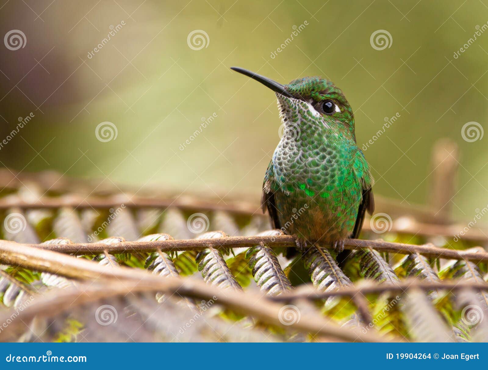 A Long-Tailed Sylph on a Fern Stock Photo - Image of fauna, colours ...