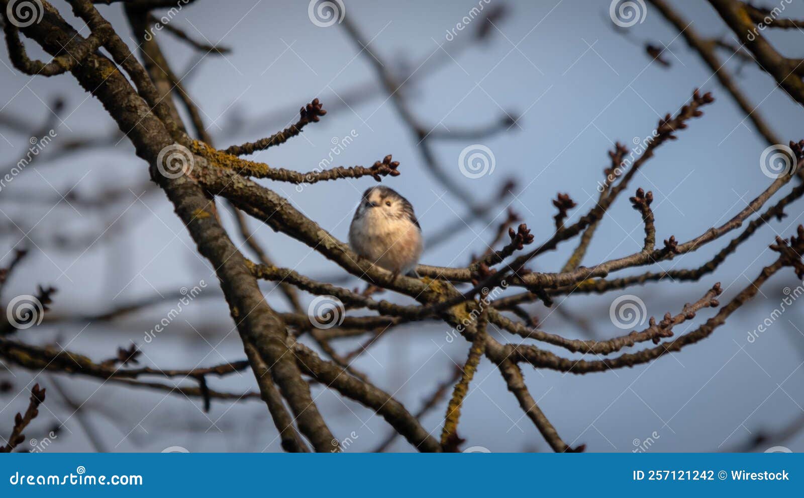 Long-tailed Tit Bird Perched on a Tree Branch. Stock Photo - Image of ...