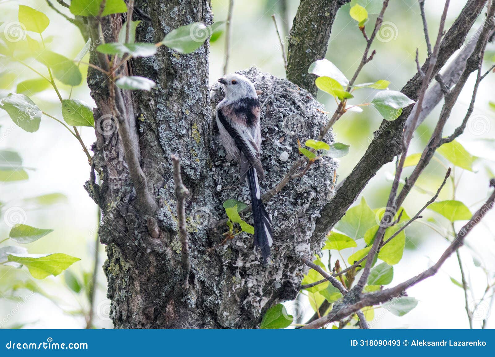 Long-tailed Tit Sits at Its Nest in Spring Stock Image - Image of ...
