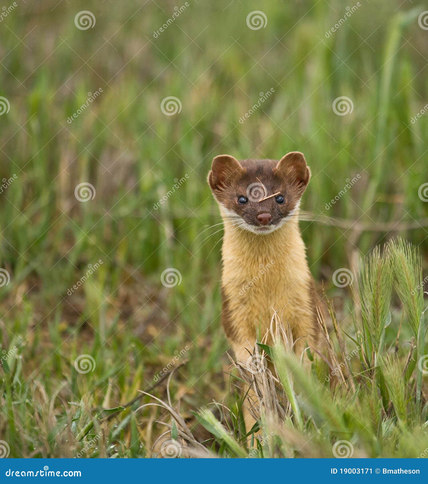 Long-tailed Weasel #1 stock image. Image of mustela, alert - 19003171
