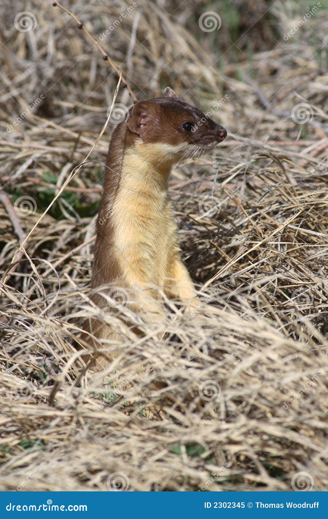 Long-tailed weasel stock image. Image of white, brown - 2302345