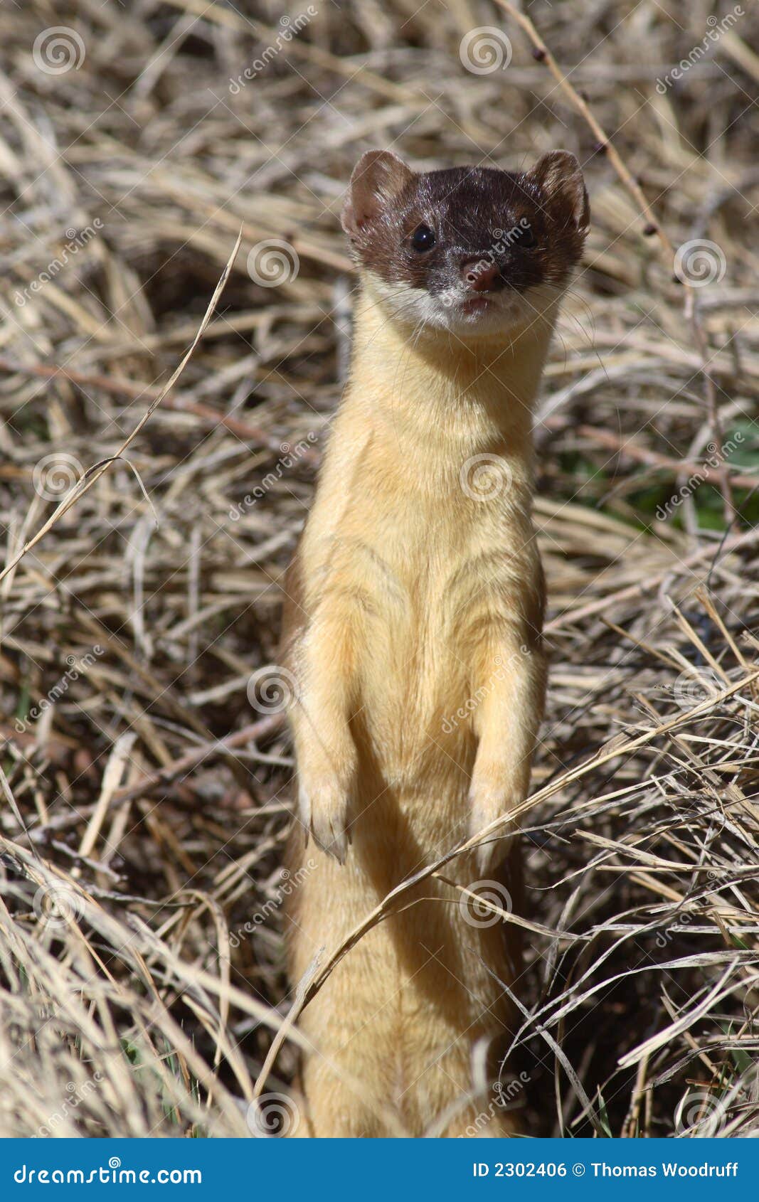 Long-tailed weasel at den stock photo. Image of long, wild - 2302406