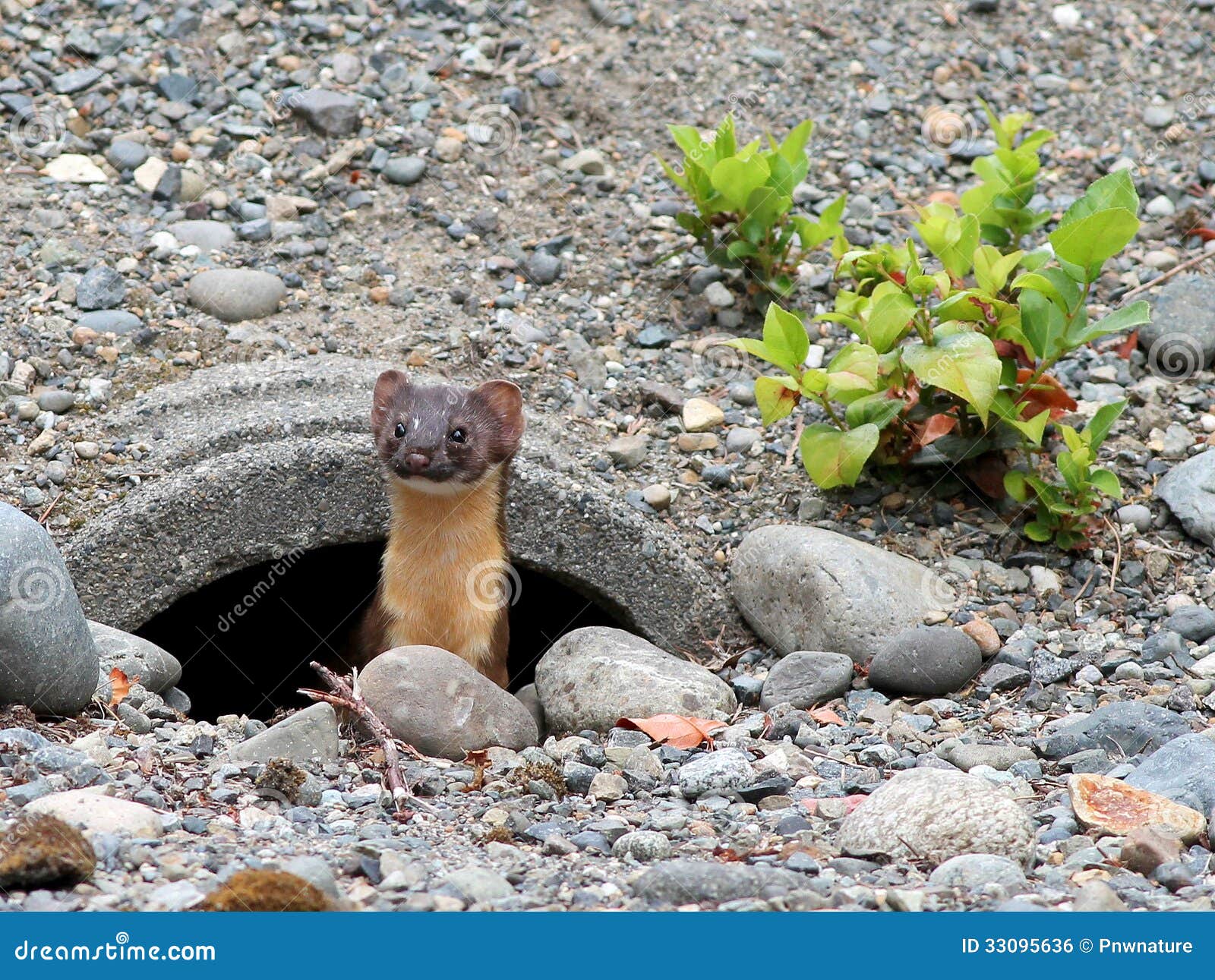 Long-tailed Weasel in a Drainpipe Stock Photo - Image of birdled ...