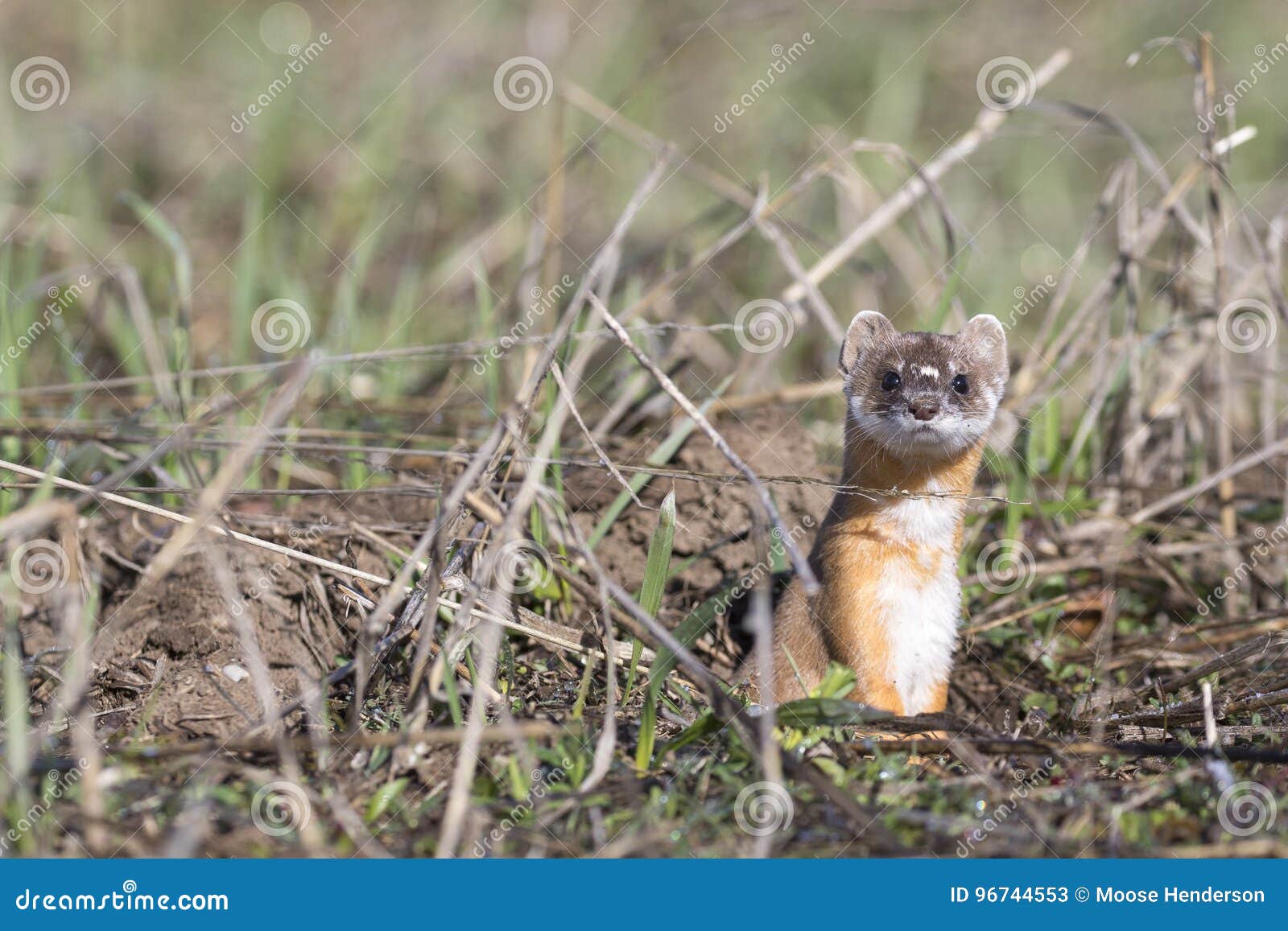 Long-tailed Weasel on Grass in Early Spring Stock Image - Image of ...