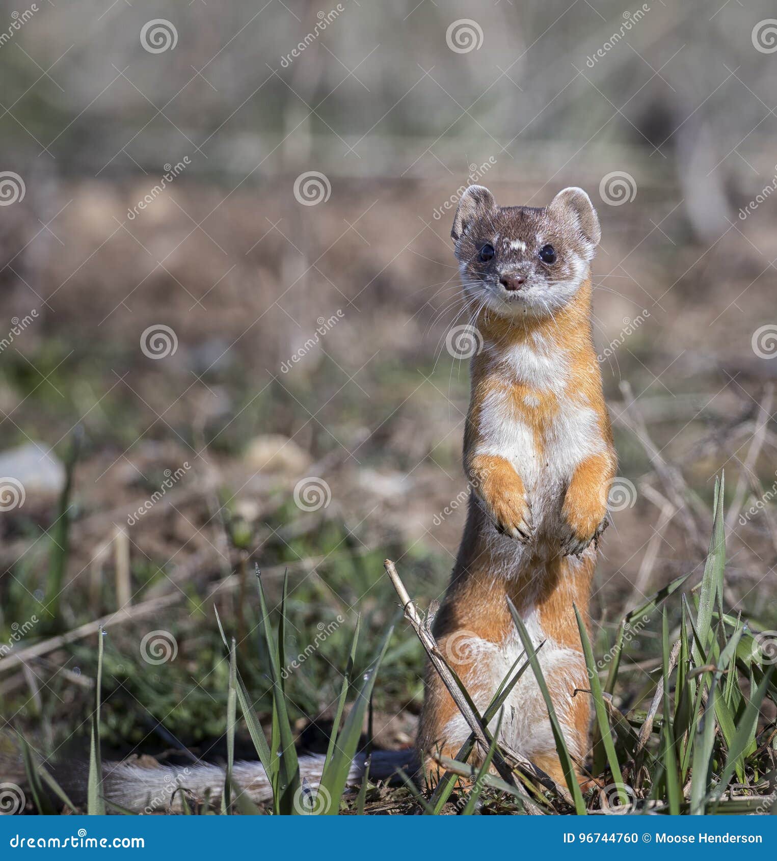 Long-tailed Weasel on Grass in Early Spring Stock Photo - Image of ...
