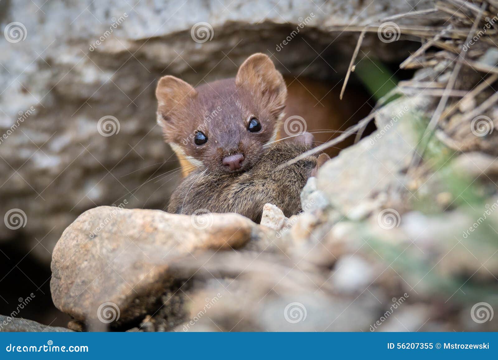Long Tailed Weasel with Mouse Stock Image - Image of mouse ...