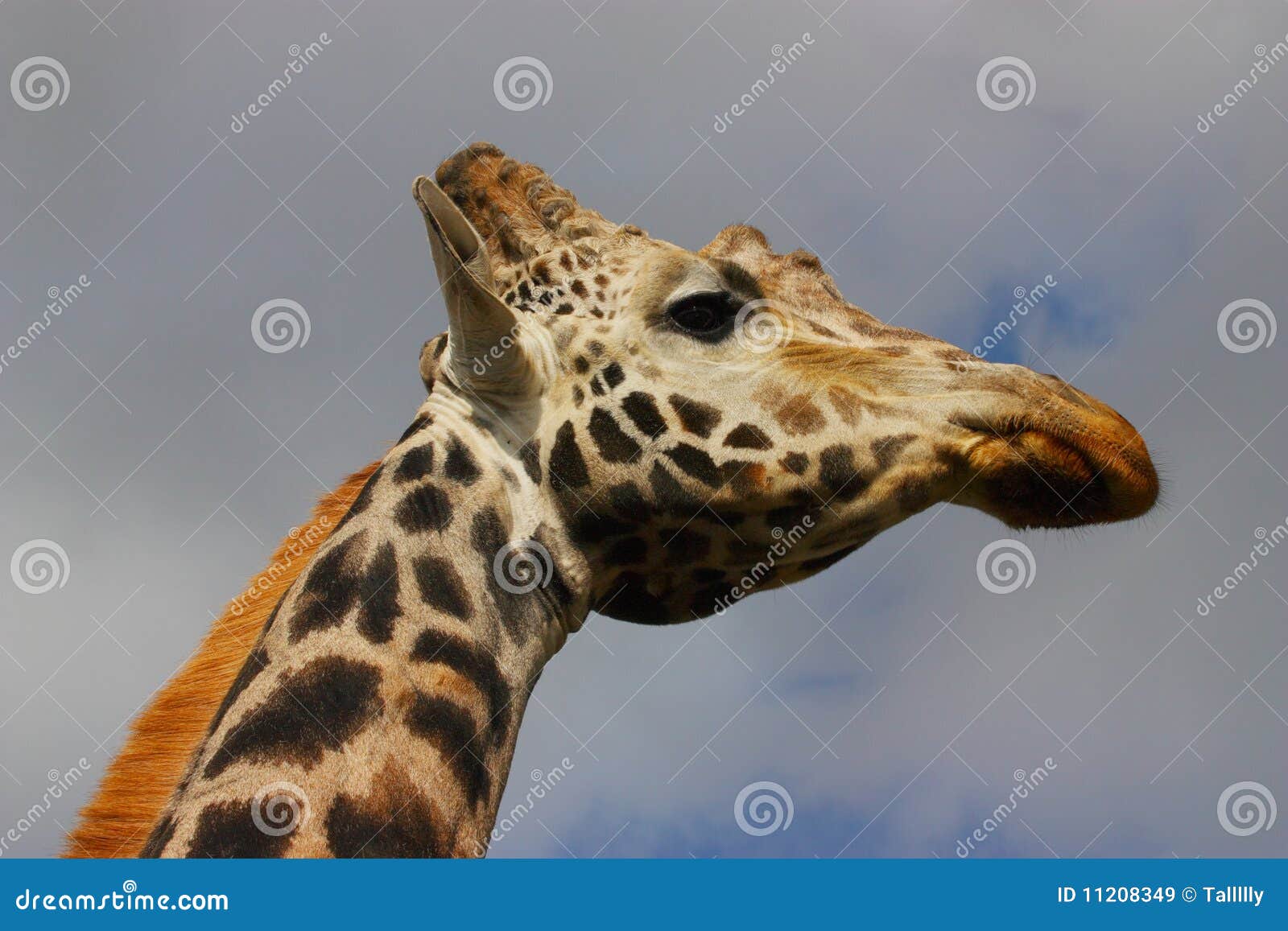 Long tall giraffe stock image. Image of portrait, neck - 11208349