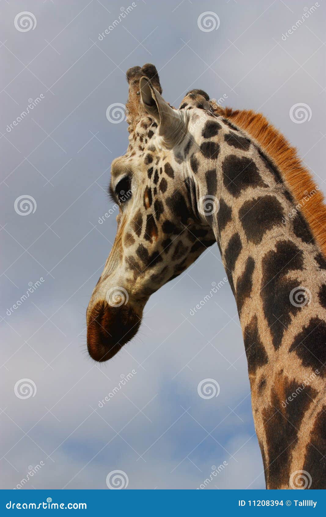 Long tall giraffe stock photo. Image of mammal, giraffe - 11208394