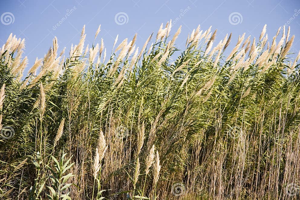 Long Tall Grass stock image. Image of grown, colour, prairie - 616819