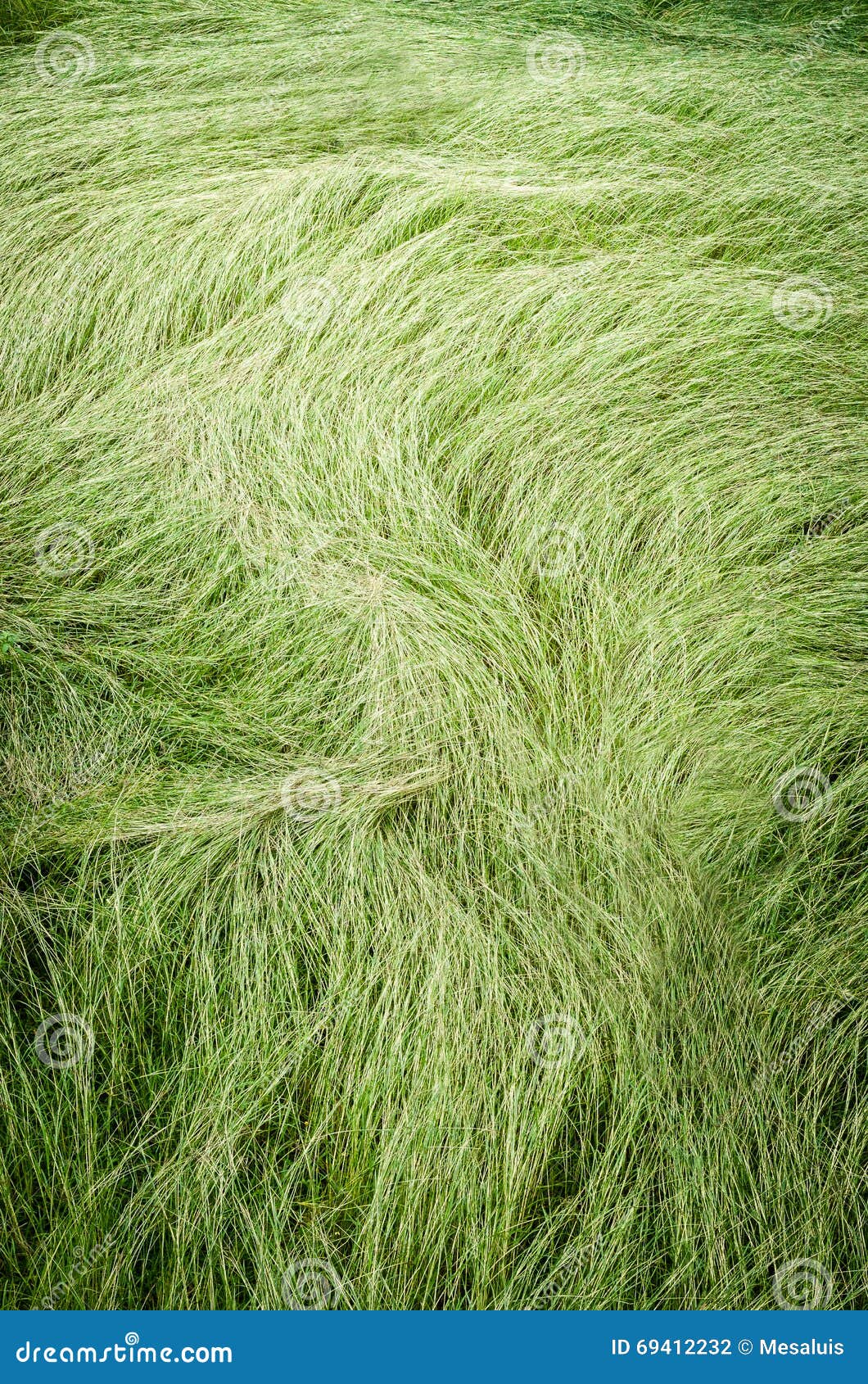 Long Tall Grass after Wind Blow Stock Photo - Image of daylight, wind ...