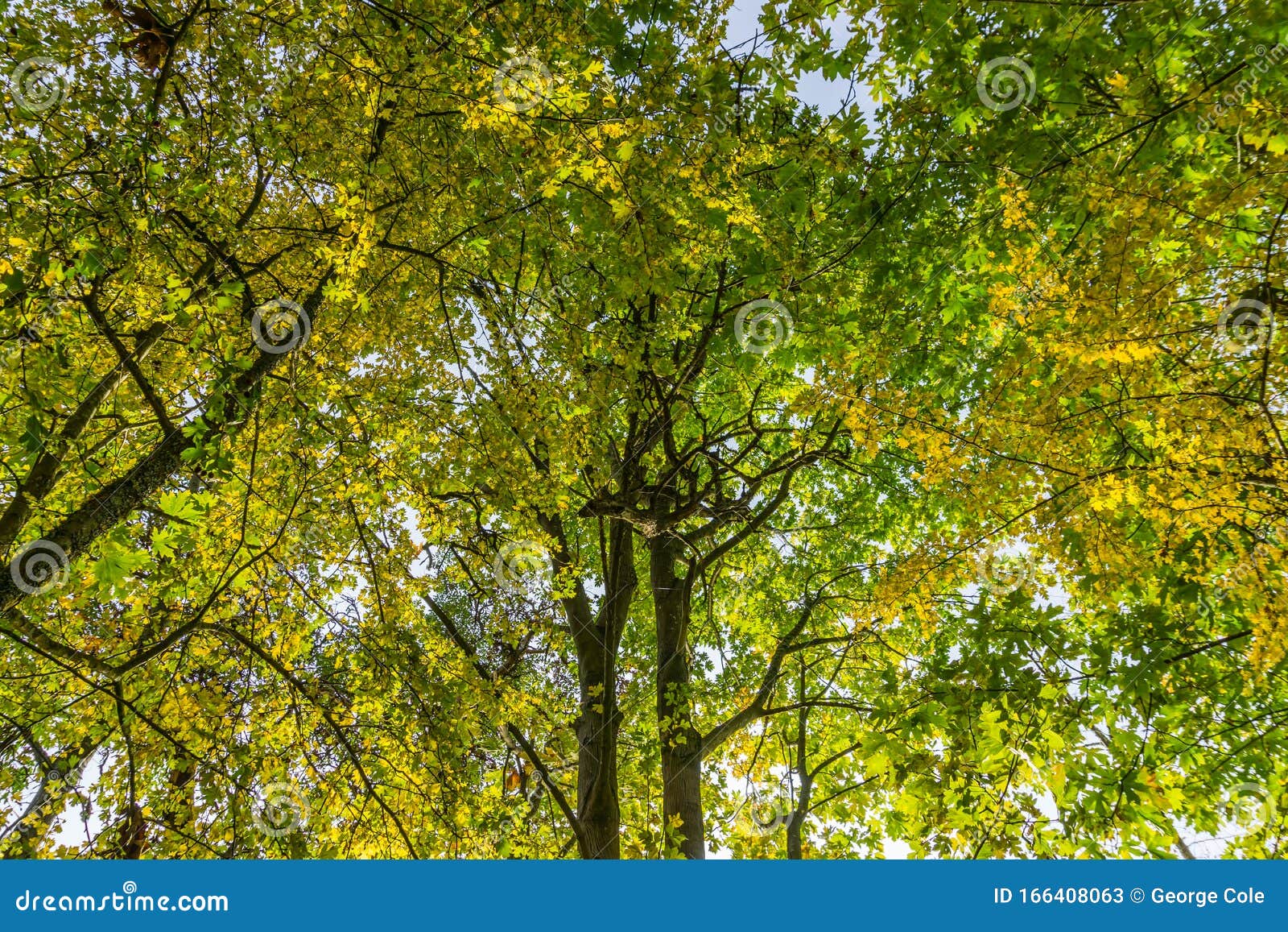 Tall Northwest Trees 3 stock image. Image of leaves - 166408063