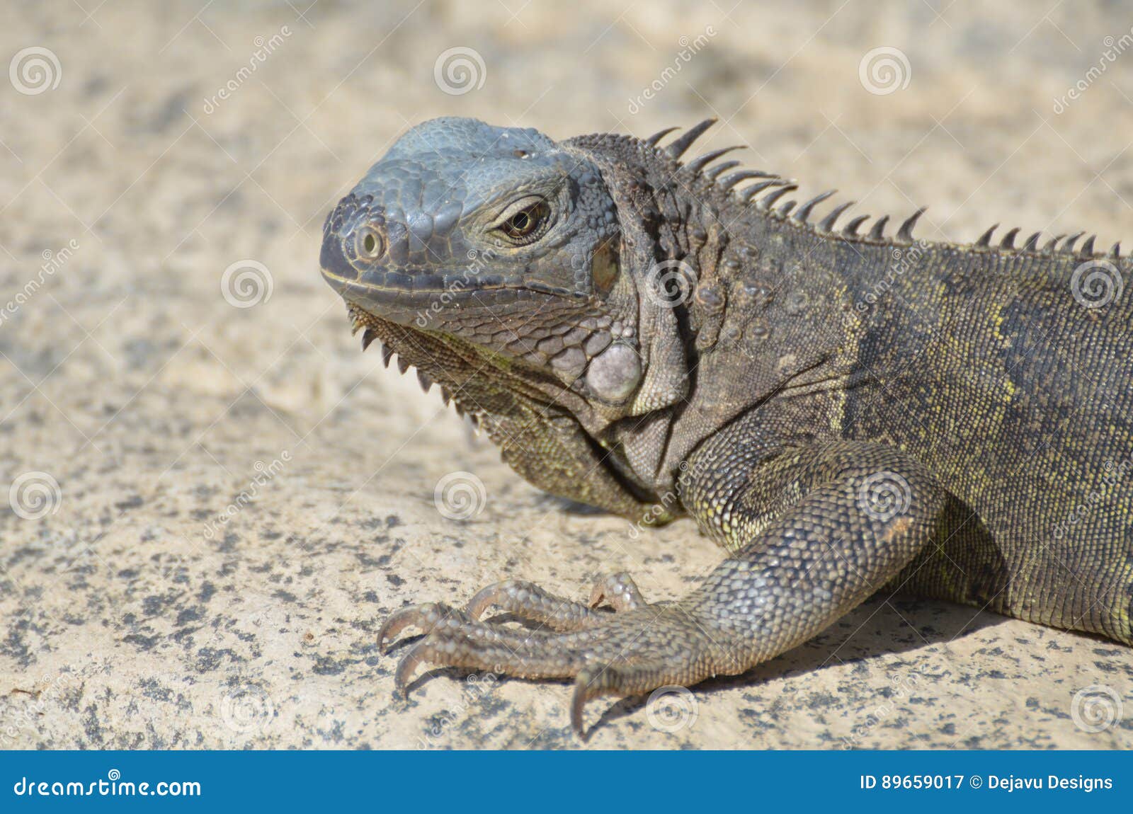 Long Talons on the Feet of a Gray Iguana Stock Image - Image of nature ...