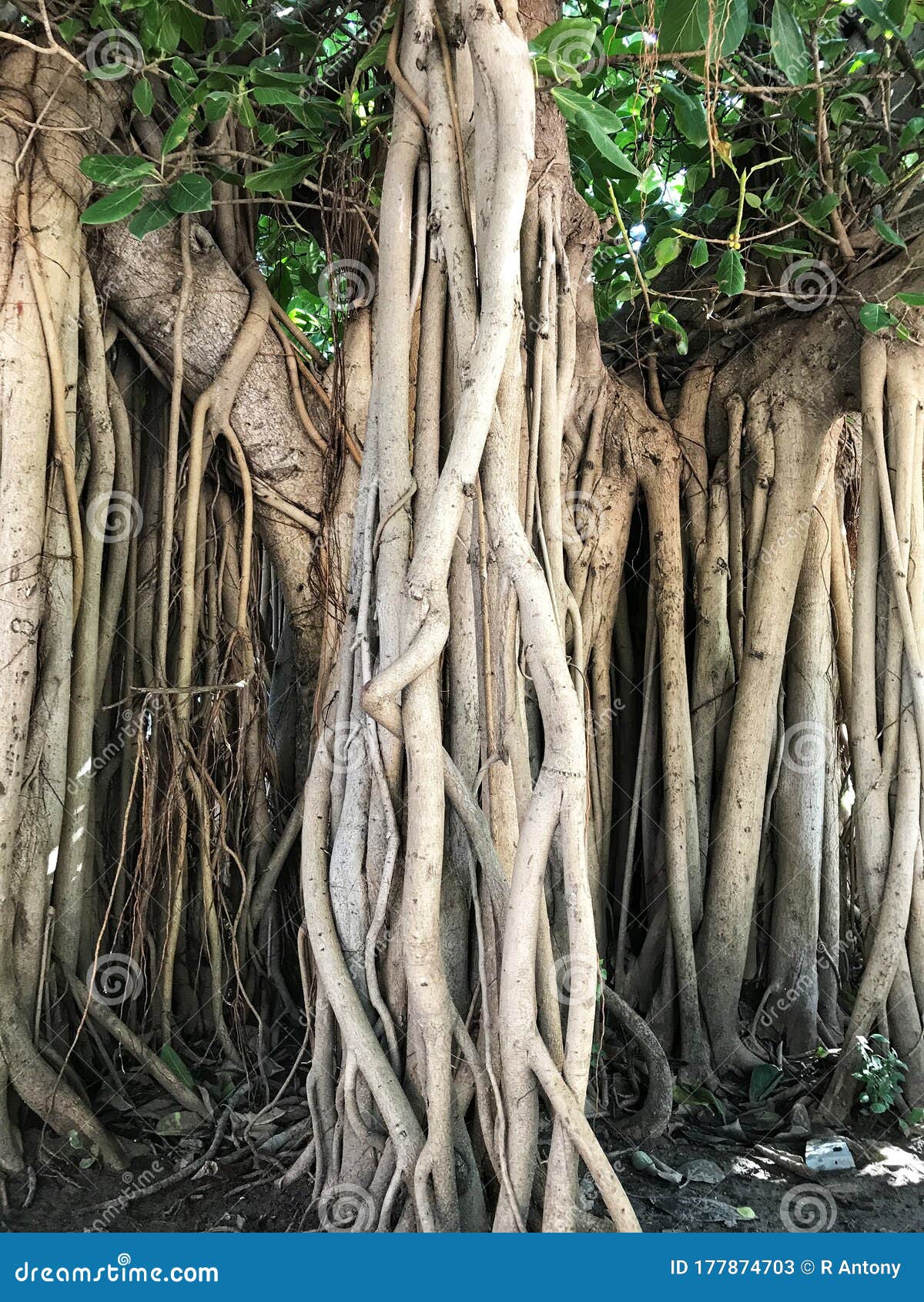 Tangled Branches Tropical Trees Stock Photos - Free & Royalty-Free ...