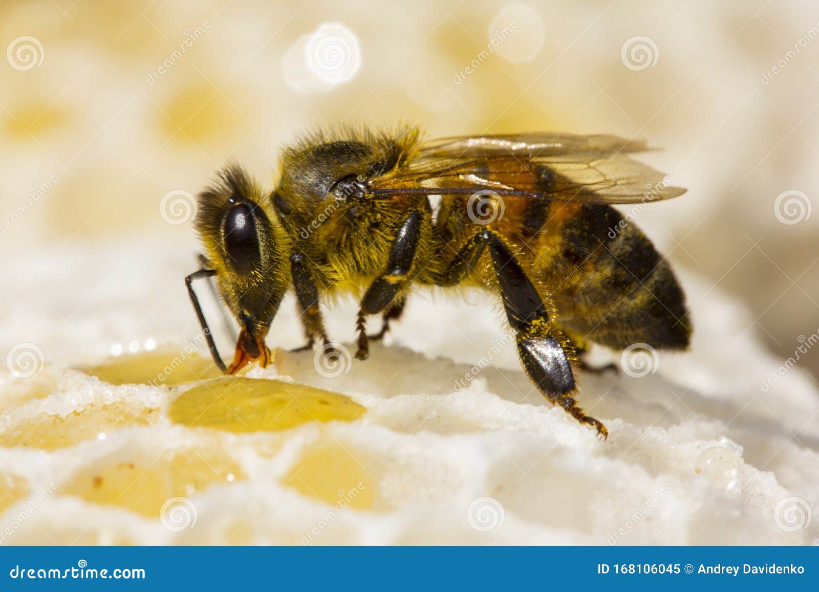 Bees Close Honey in the Comb.. Stock Image - Image of nature, honeycomb ...