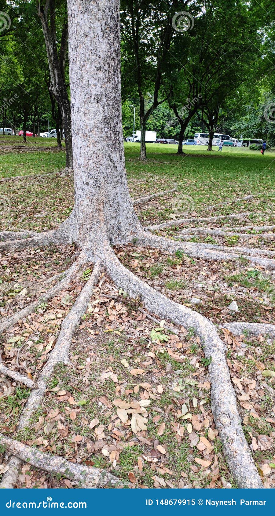 Long Thick Roots on Ground, Singapore Stock Image - Image of tree ...