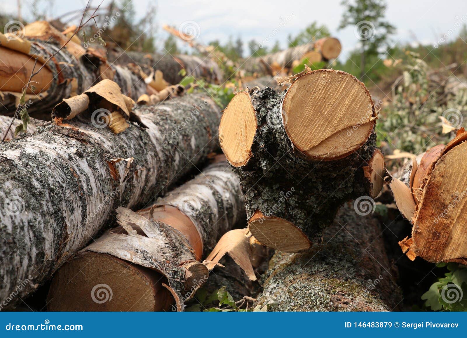 Long Thick Trunks of Birch Felling Forest Logging Close-up End of Tree ...