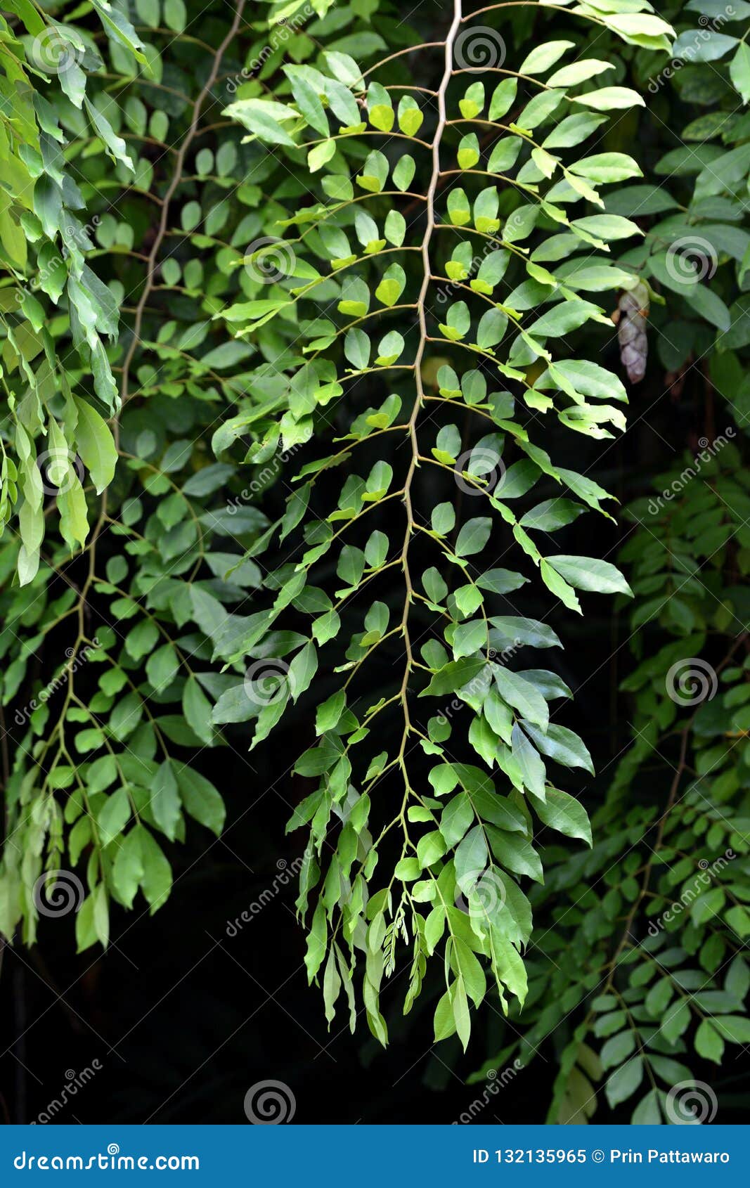 2,187 Long Leafs Photos - Free & Royalty-Free Stock Photos from Dreamstime