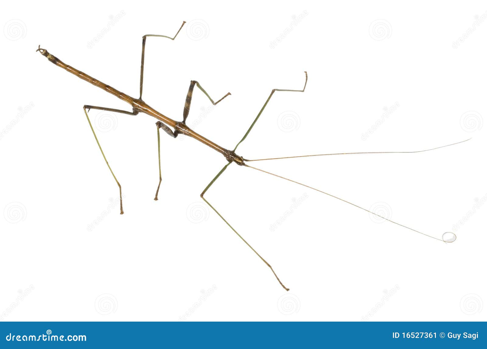 Long And Thin Bug Stock Image - Image: 16527361