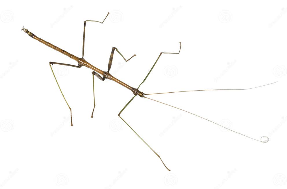 Long and thin bug stock image. Image of eyes, brown, legs - 16527361