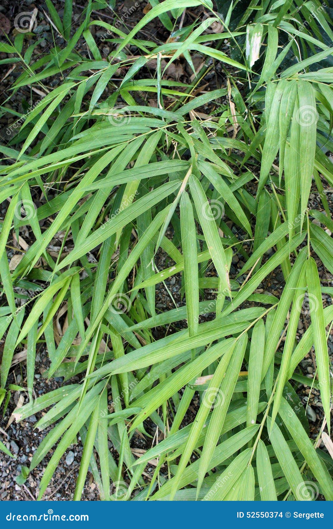 Long, Thin Leaves of Green Bamboo. Stock Photo - Image of formal ...