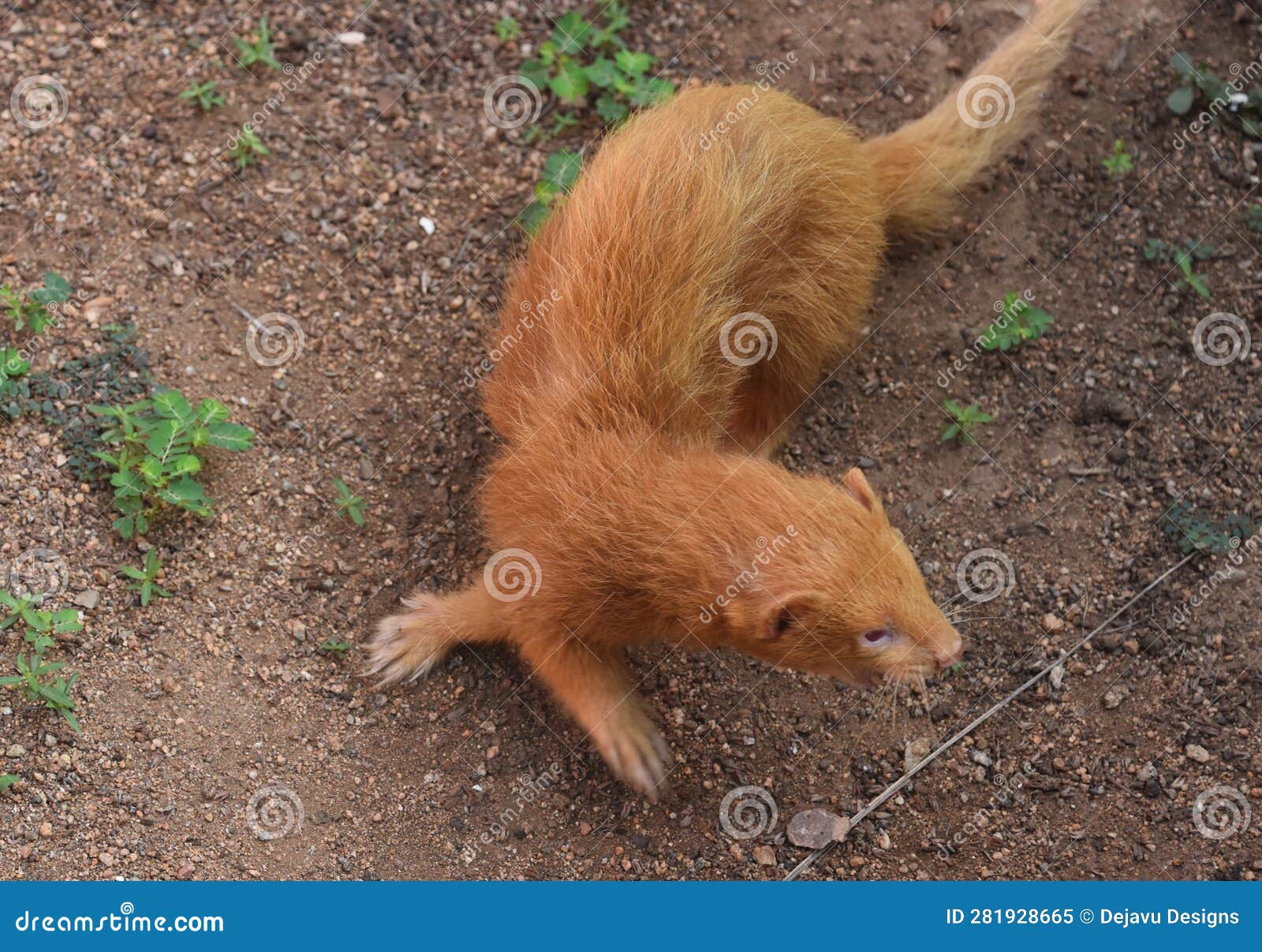Long and Thin Orange Ferret Making a Turn Stock Image - Image of nature ...