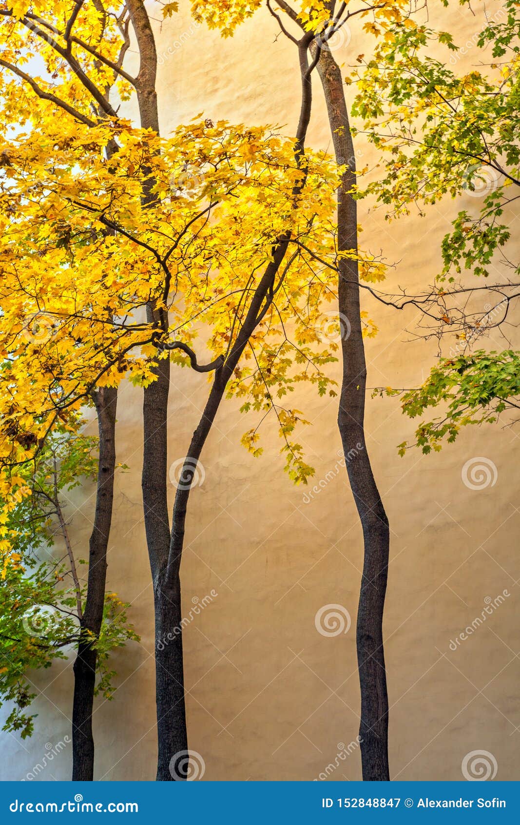 Long Thin Tree Trunks with Yellow Autumn Leaves Against the Background ...