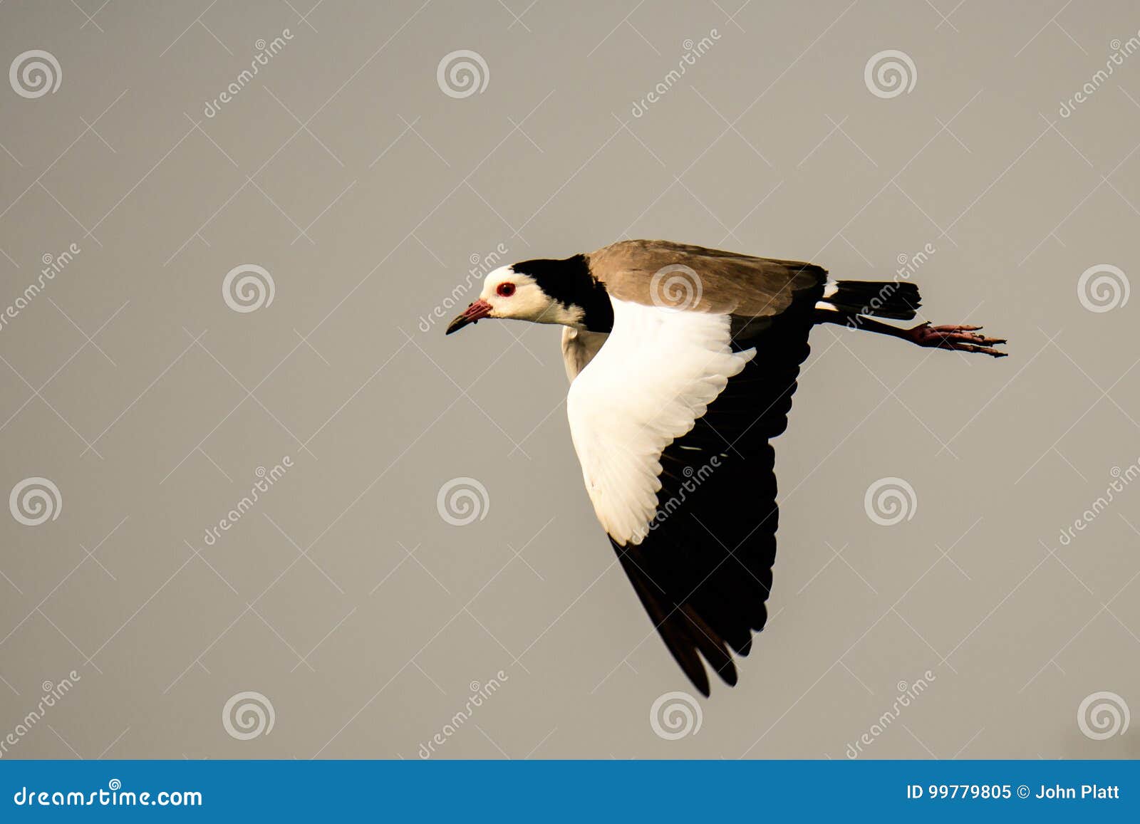 Long toed lapwing flying stock image. Image of long, flying - 99779805