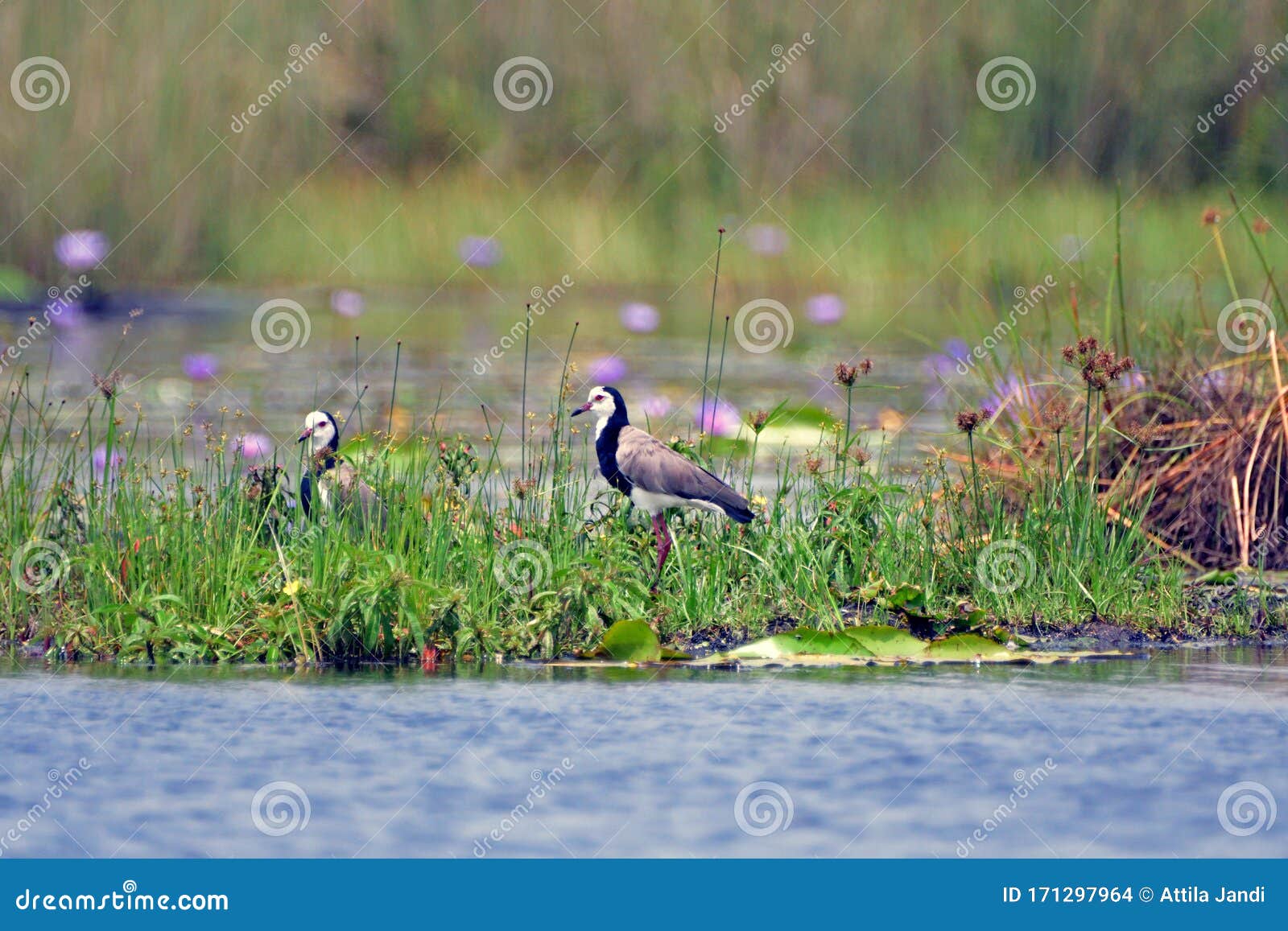 Long-toed Lapwing, Mabamba Bay, Uganda Stock Photo - Image of flora ...
