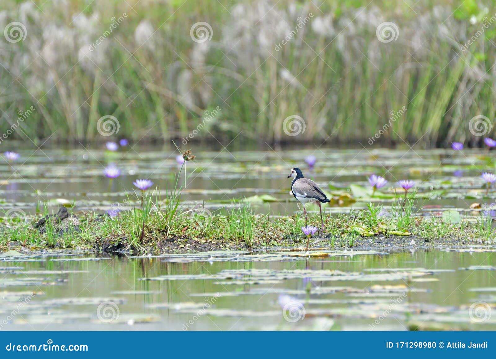 Long-toed Lapwing, Mabamba Bay, Uganda Stock Photo - Image of maasai ...