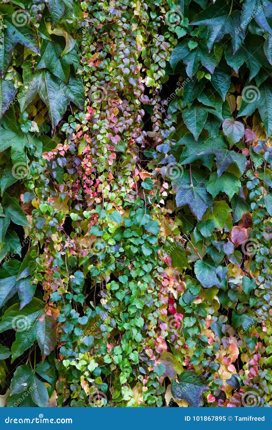 Fall Ivy on a Wall stock image. Image of burgundy, decoration - 101867895