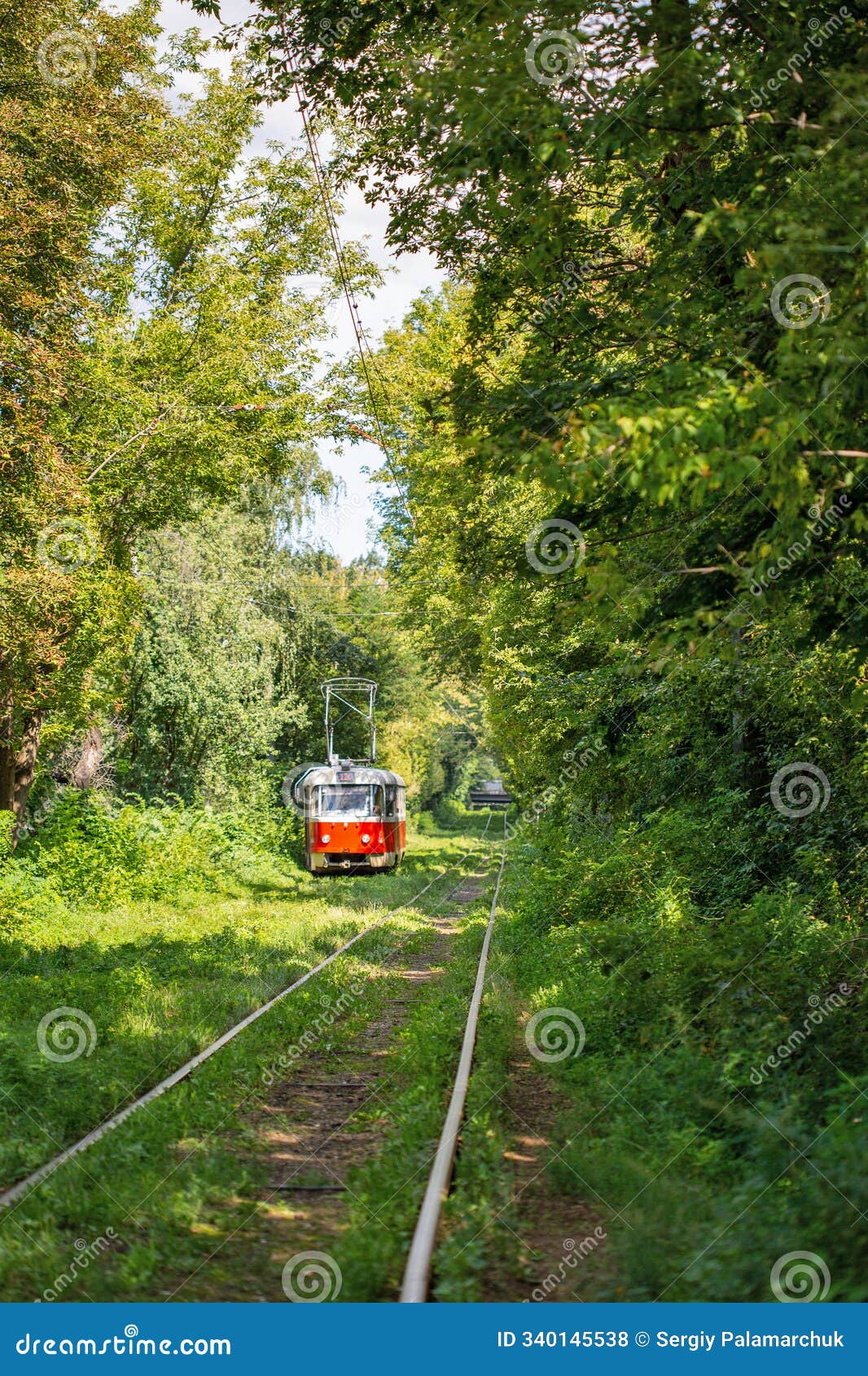 Long Tram Tracks Running through the Forest Stock Photo - Image of ...