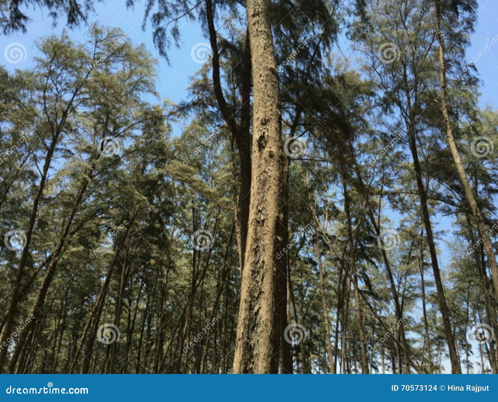 Long tree beauty stock photo. Image of long, trees, capture - 70573124