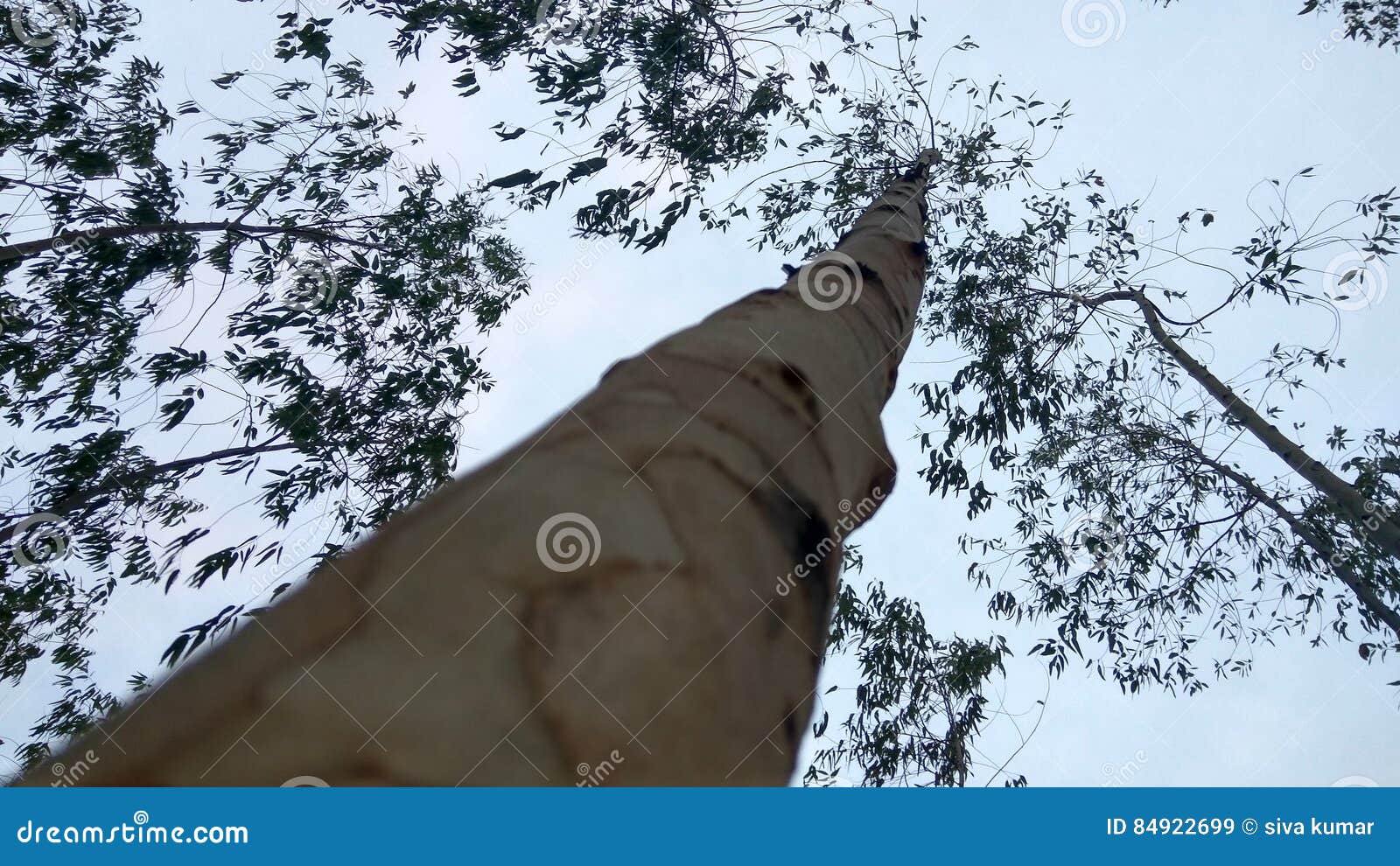 Long tree stock image. Image of leafs, forest, long, tree - 84922699