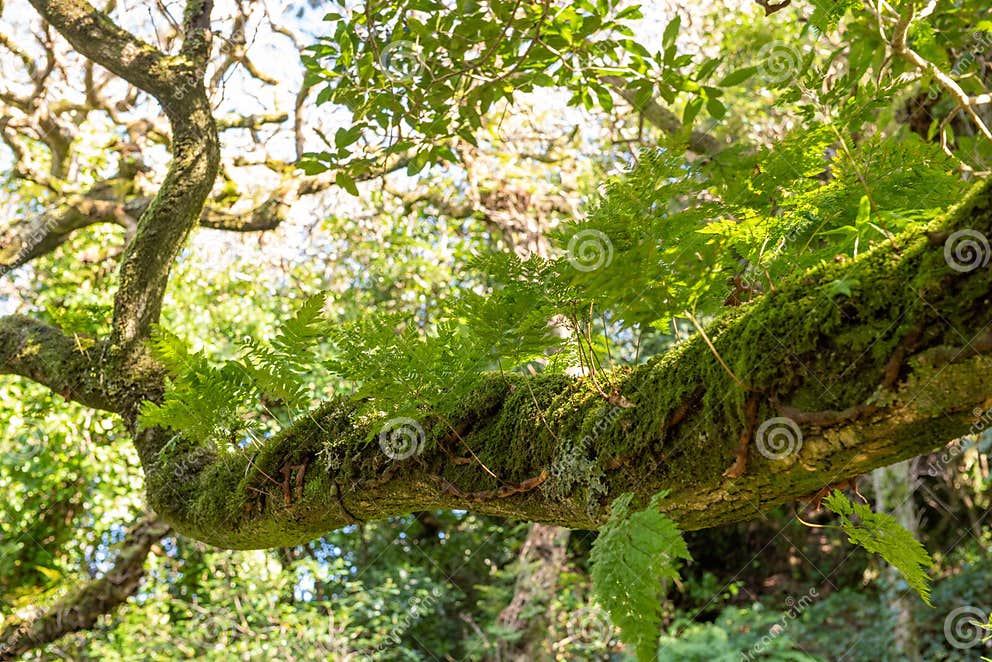 Long Tree Branch Covered in Moss and Fern Stock Photo - Image of fern ... Long Tree Branch Covered in Moss and Fern Stock Photo - Image of fern ...