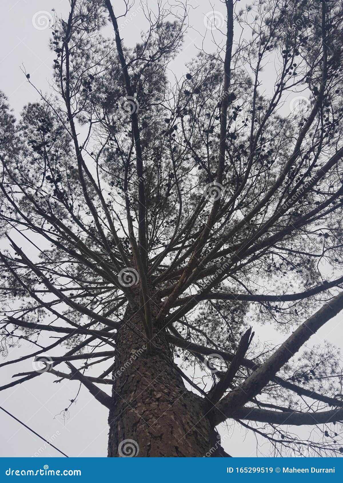 A long tree with branches stock image. Image of long - 165299519