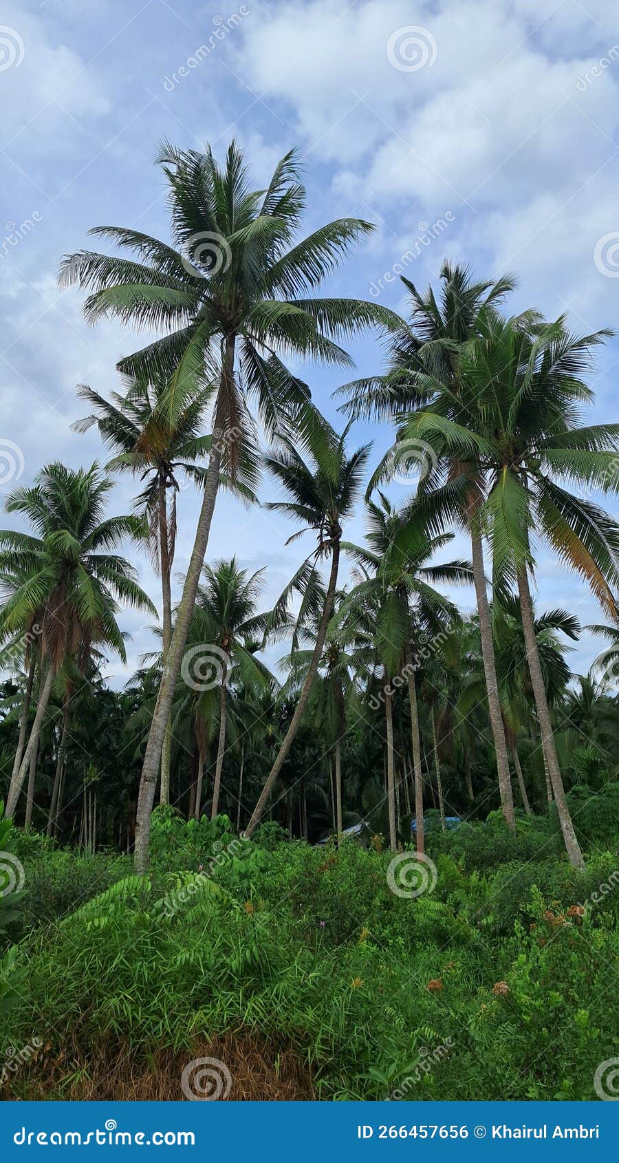 Long Tree Coconut Variety stock photo. Image of tree - 266457656