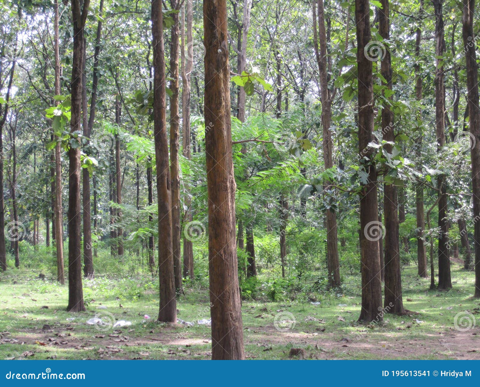 Long Tree garden in forest stock image. Image of garden - 195613541