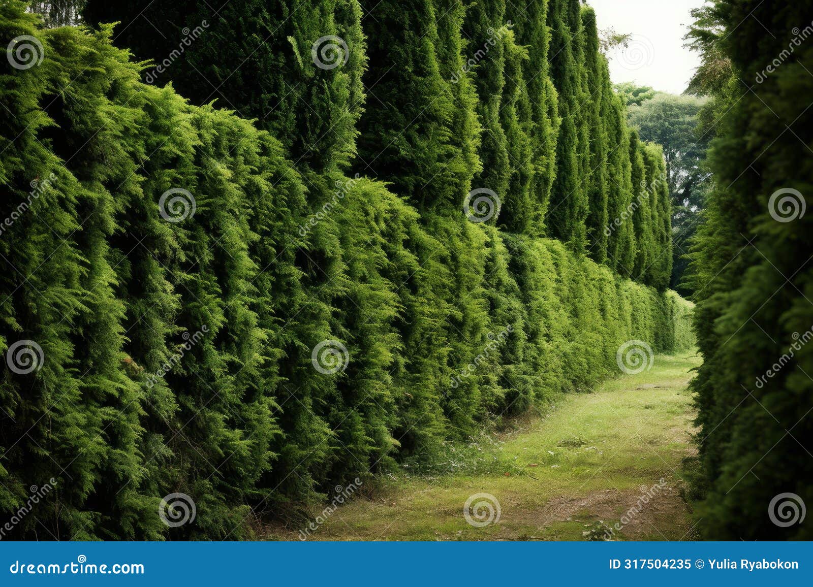 Long Tree Hedge. Generate Ai Stock Image - Image of backdrop, lush ...