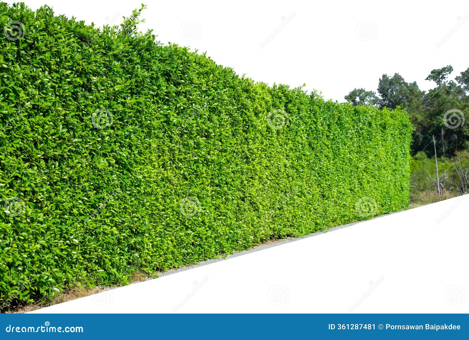 Box-tree Hedge Destroyed By A Box-tree Caterpillar In The Netherlands ...