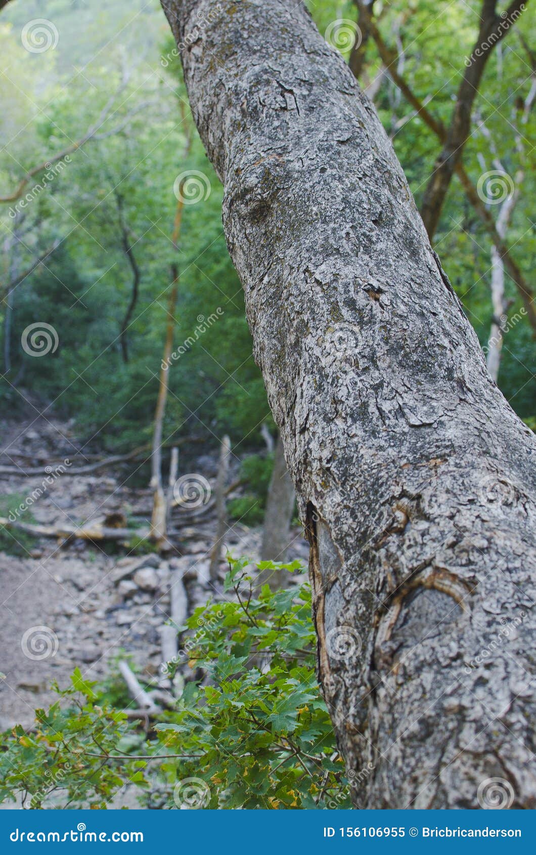 The Long Tree Log in the Back Country Stock Image - Image of bush ...