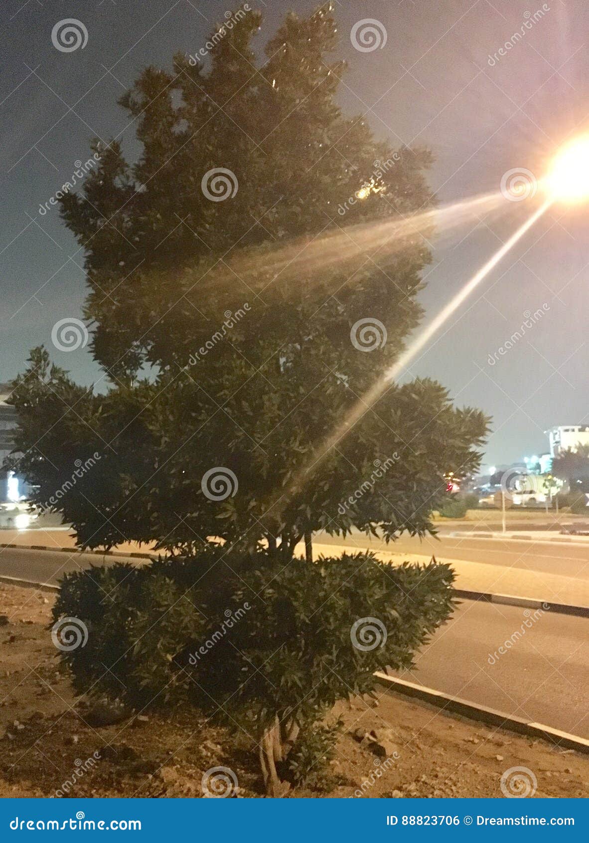 Long tree beside road stock photo. Image of tree, street - 88823706