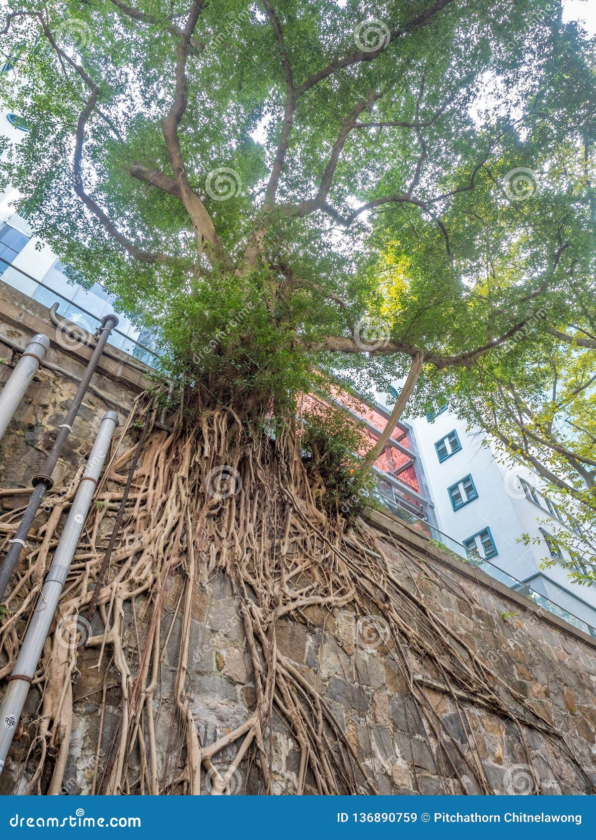 Long Tree Root on Stone Wall Stock Image - Image of rock, stairs: 136890759
