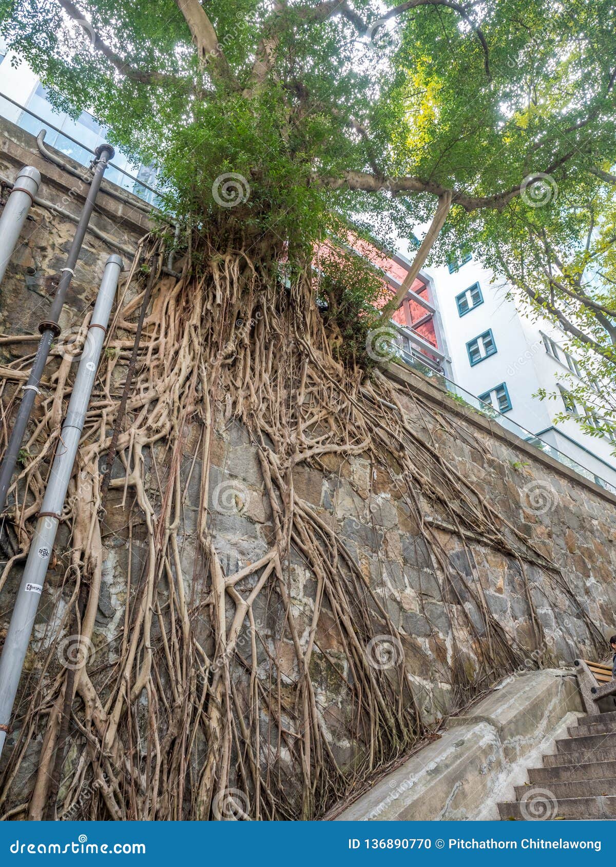 Long Tree Root on Stone Wall Stock Photo - Image of tree, wall: 136890770