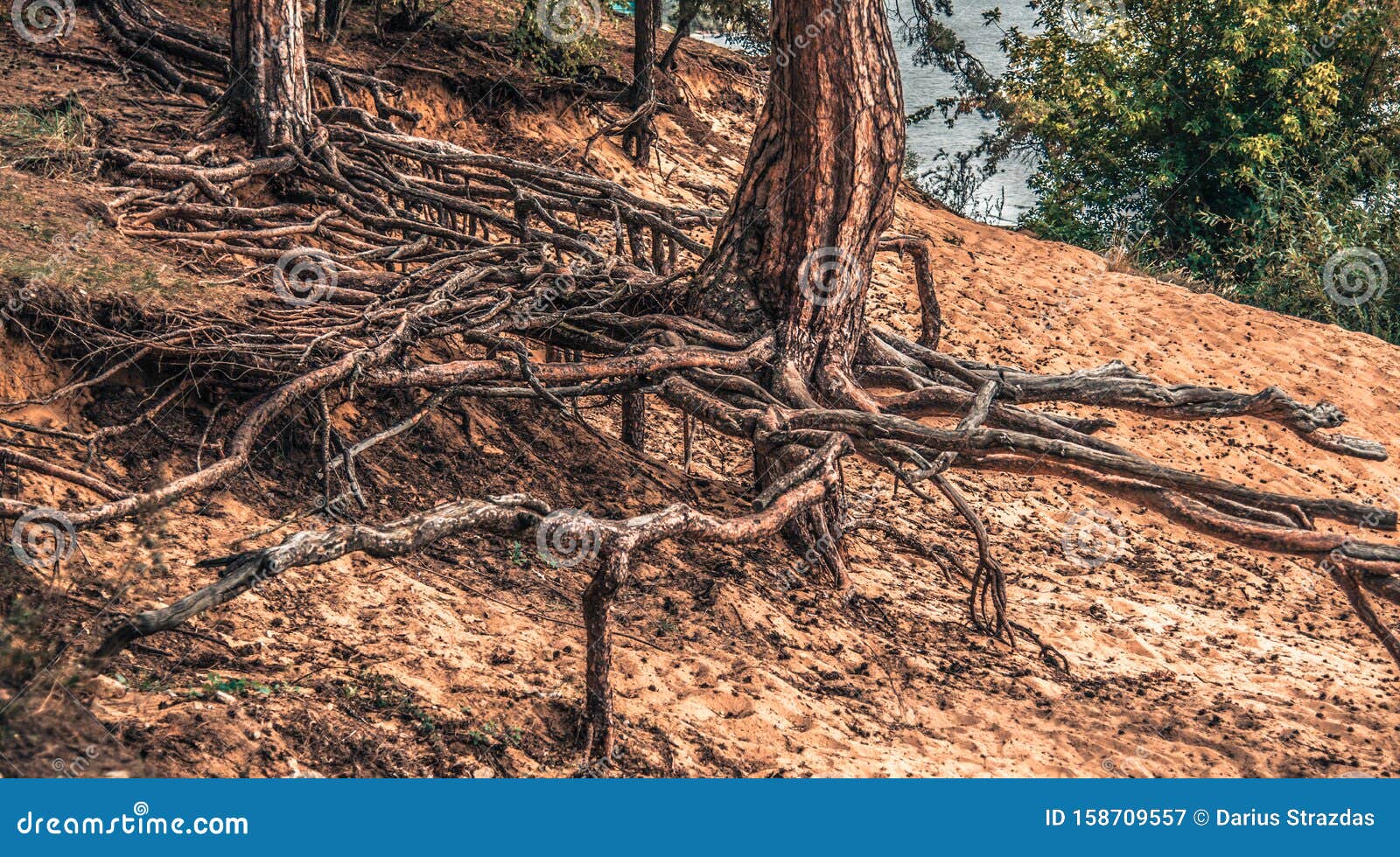Long tree roots stock image. Image of organic, creepy - 158709557